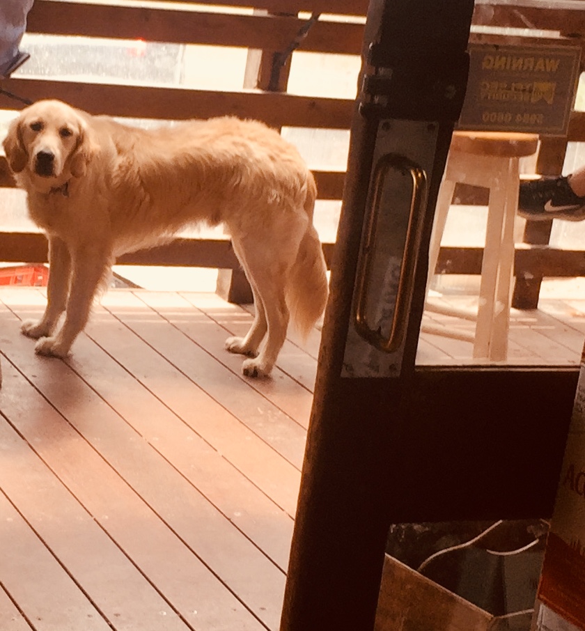 Old Mate Sammy – SimBLISSity